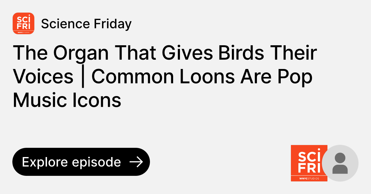 Episode: The Organ That Gives Birds Their Voices | Common Loons Are Pop ...